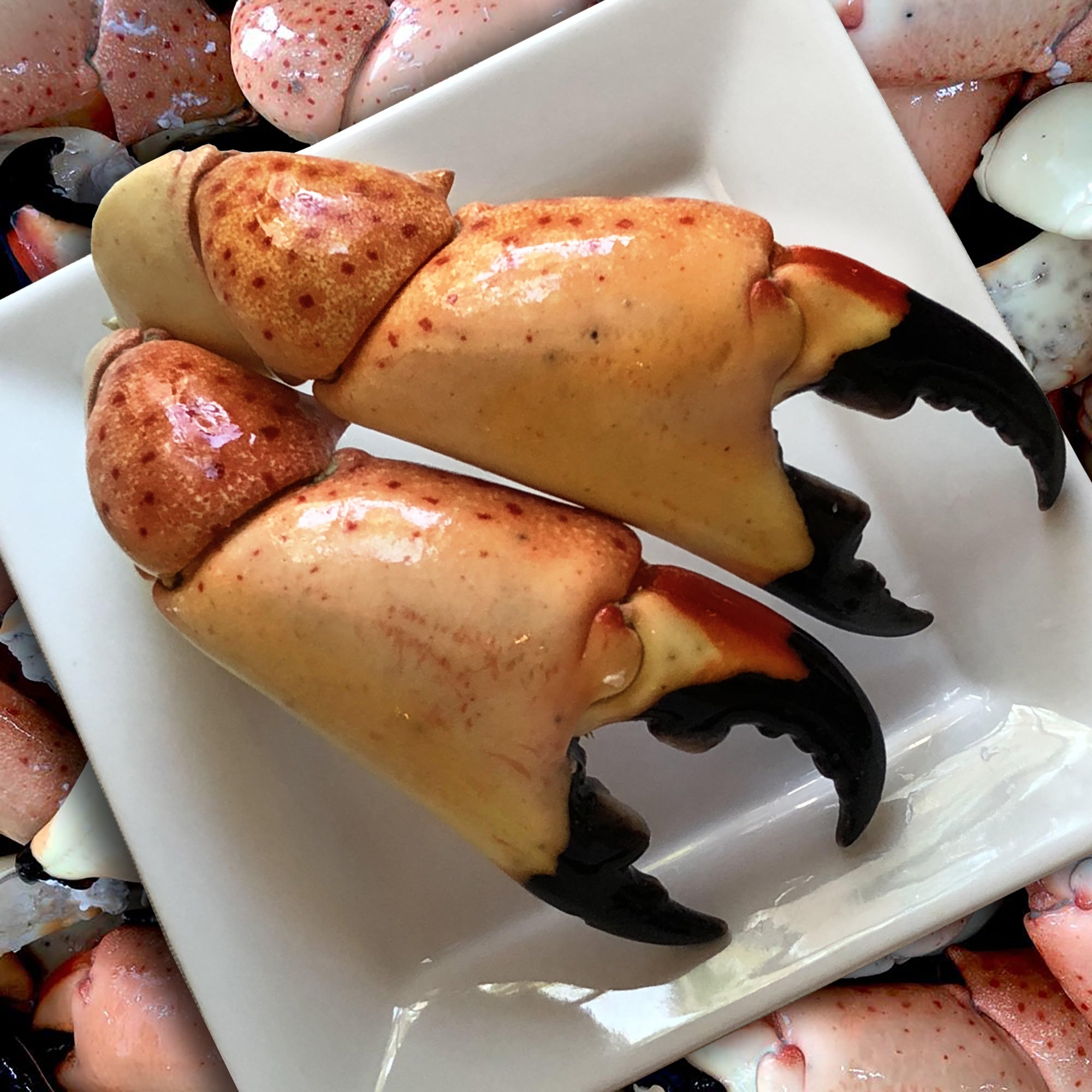 Colossal Stone Crab Claws 30+ Colossal Stone Crab Claws Florida Stock